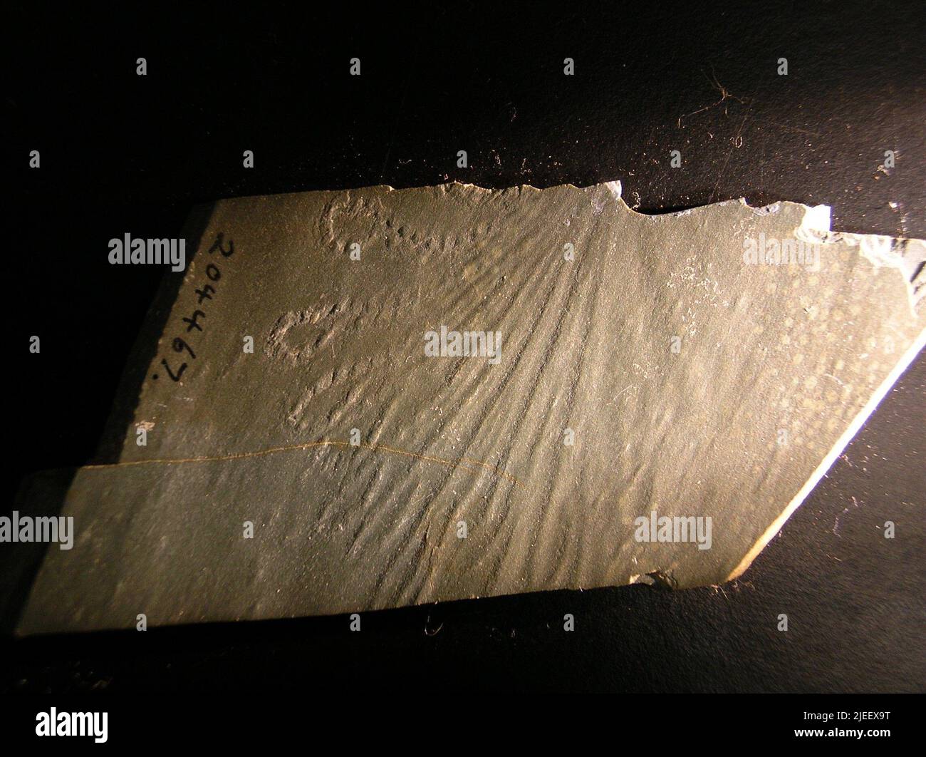 Oldhamia geniculata Seilacher et al Stock Photo - Alamy