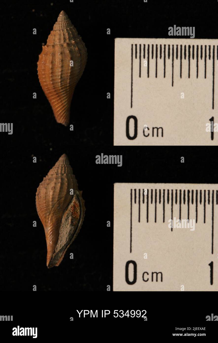 Fasciolariidae hi-res stock photography and images - Alamy