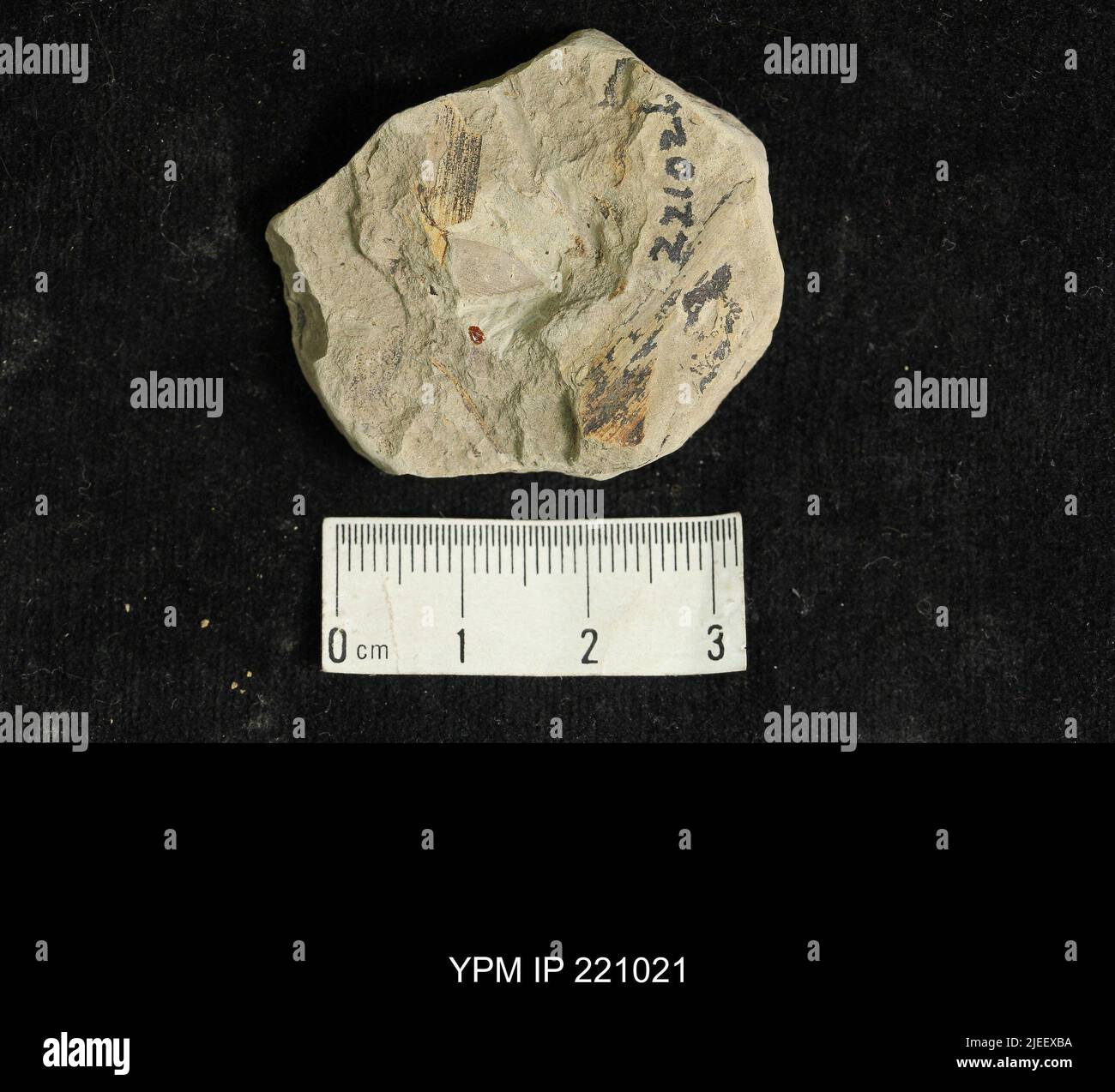 Undet blattaria hi-res stock photography and images - Alamy