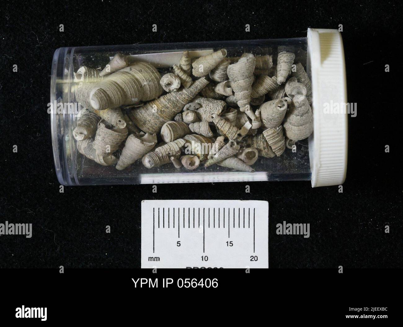 Turritella sp animalia hi-res stock photography and images - Alamy