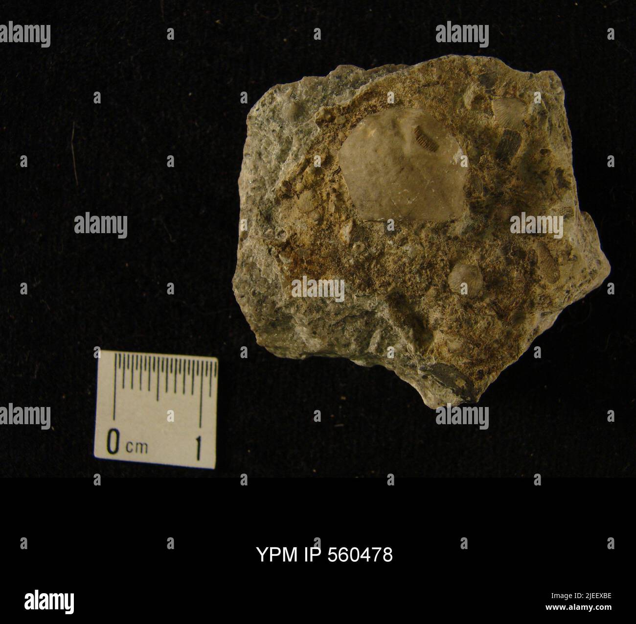 Cystoidea hi-res stock photography and images - Alamy