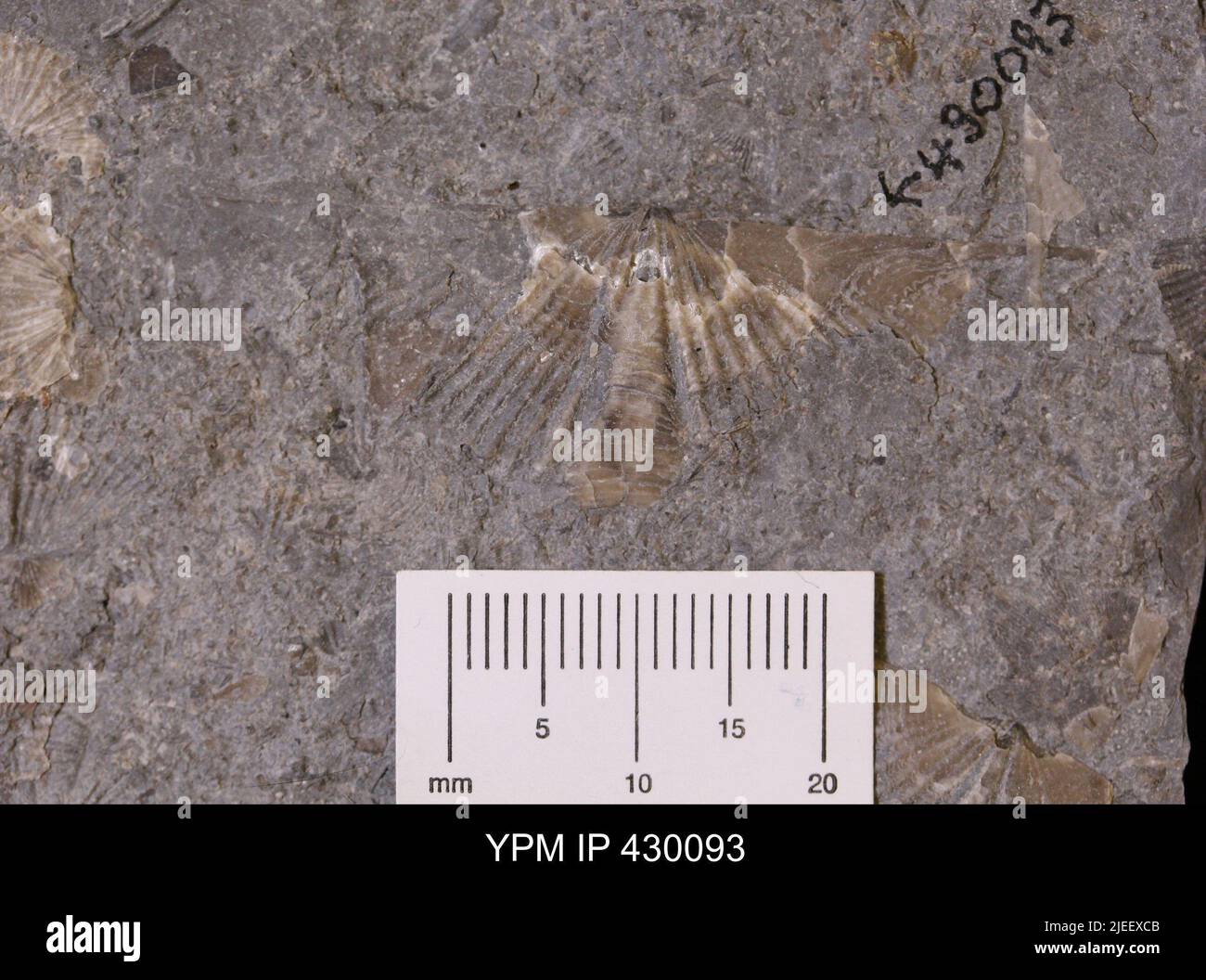 Mucronatus hi-res stock photography and images - Alamy