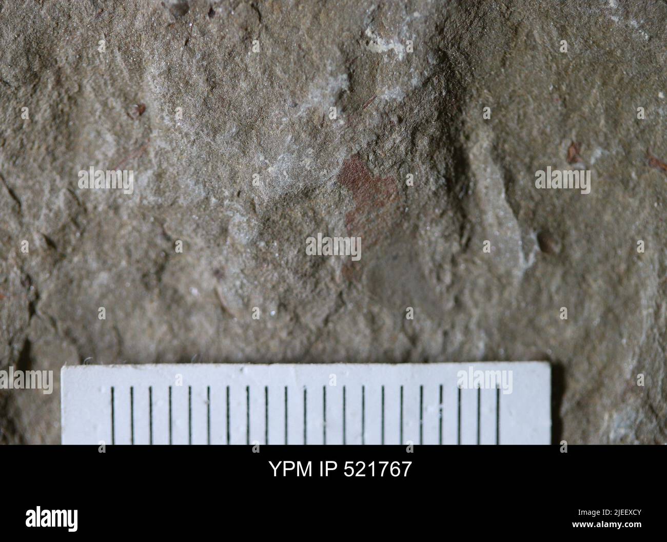 Hyolith hi-res stock photography and images - Alamy