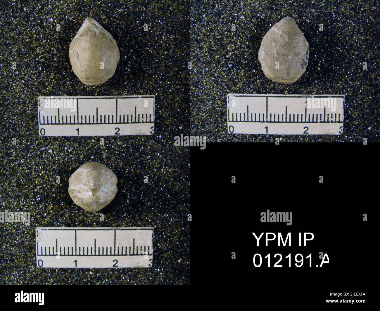 Composita subtilita angusta King Stock Photo - Alamy