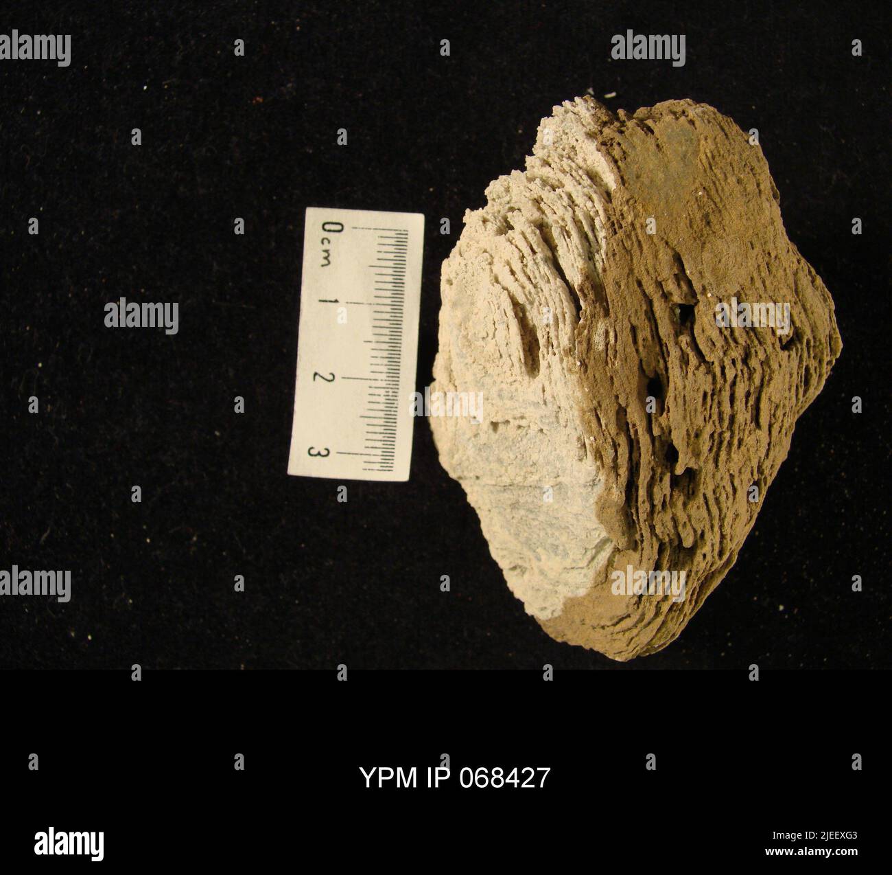 Stromatoporoidea hi-res stock photography and images - Alamy