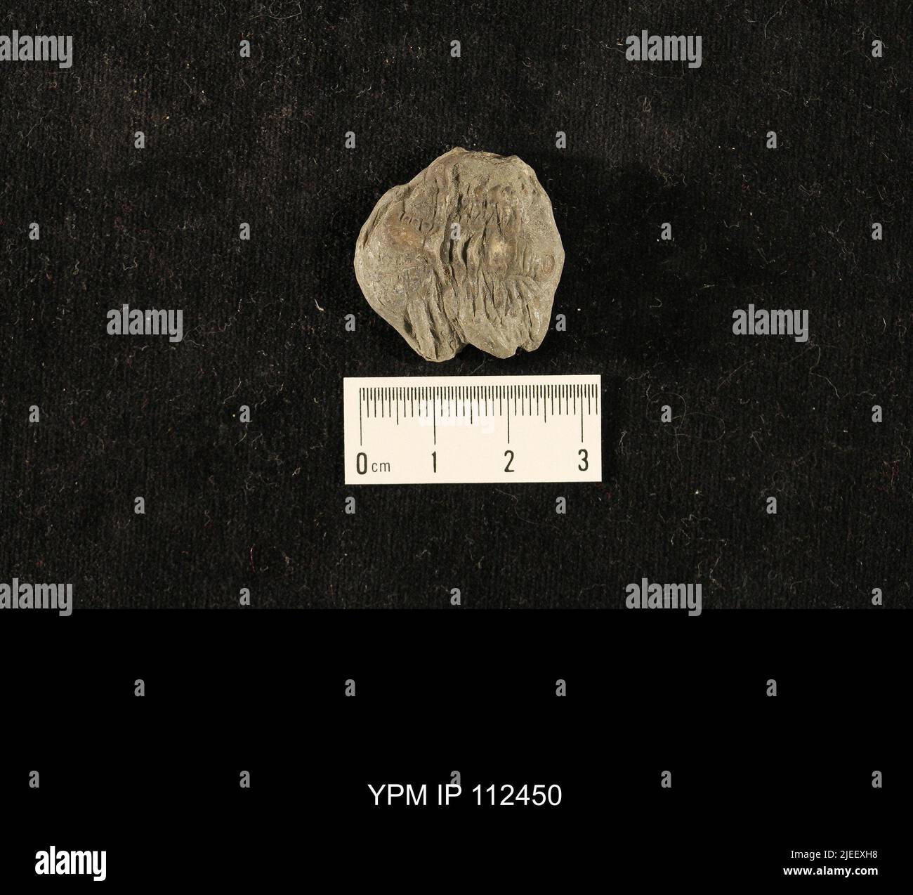 1832 animalia hi-res stock photography and images - Alamy