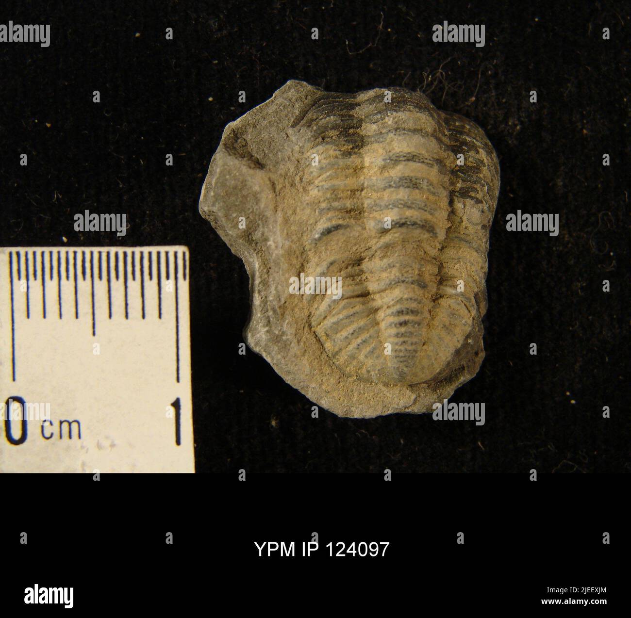 Phacops rana trilobite hi-res stock photography and images - Alamy