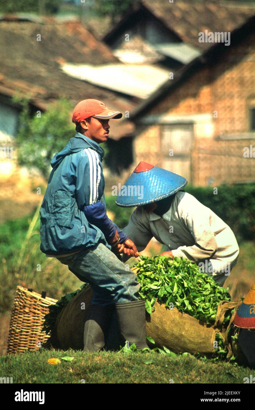 Tea leaves packing hi-res stock photography and images - Alamy