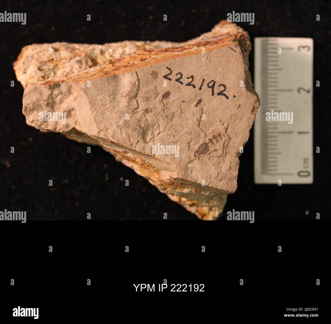 Diptera. IPE.01590: USA. Colorado. Teller County. Florissant. near ...