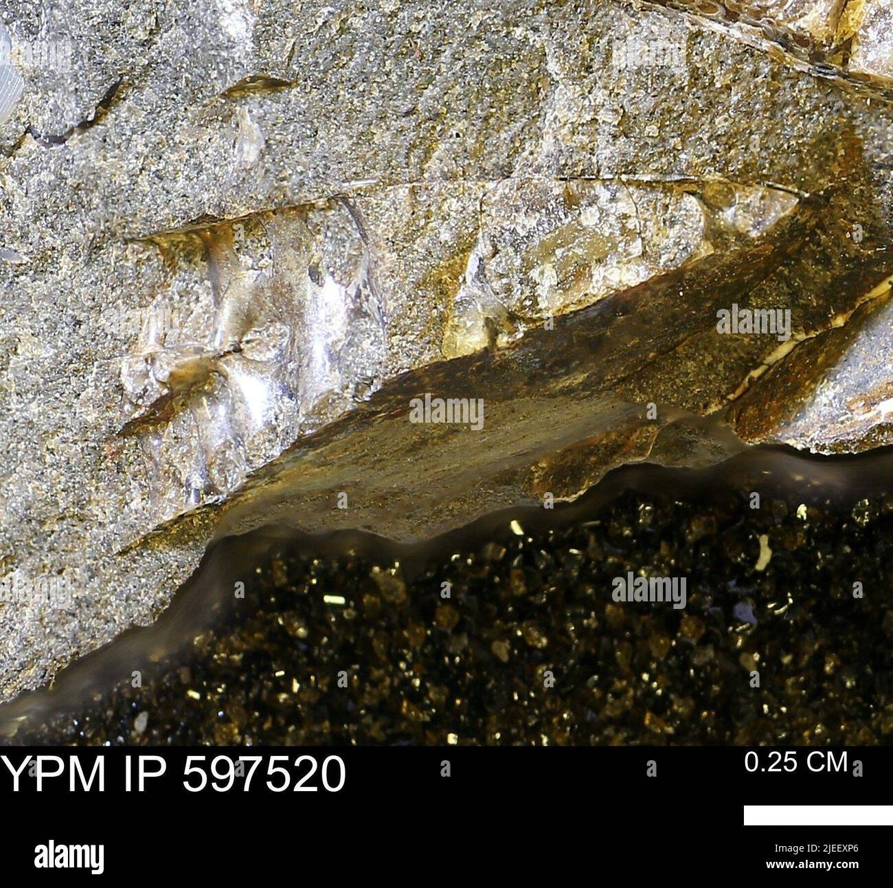 Sphenodiscus hi-res stock photography and images - Alamy