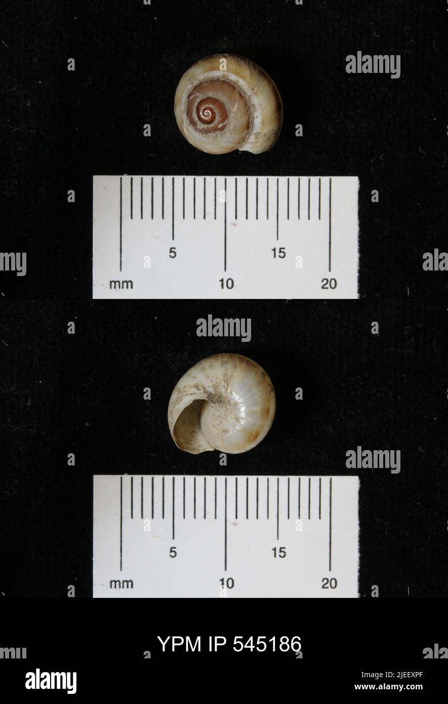 Stylomma hi-res stock photography and images - Alamy