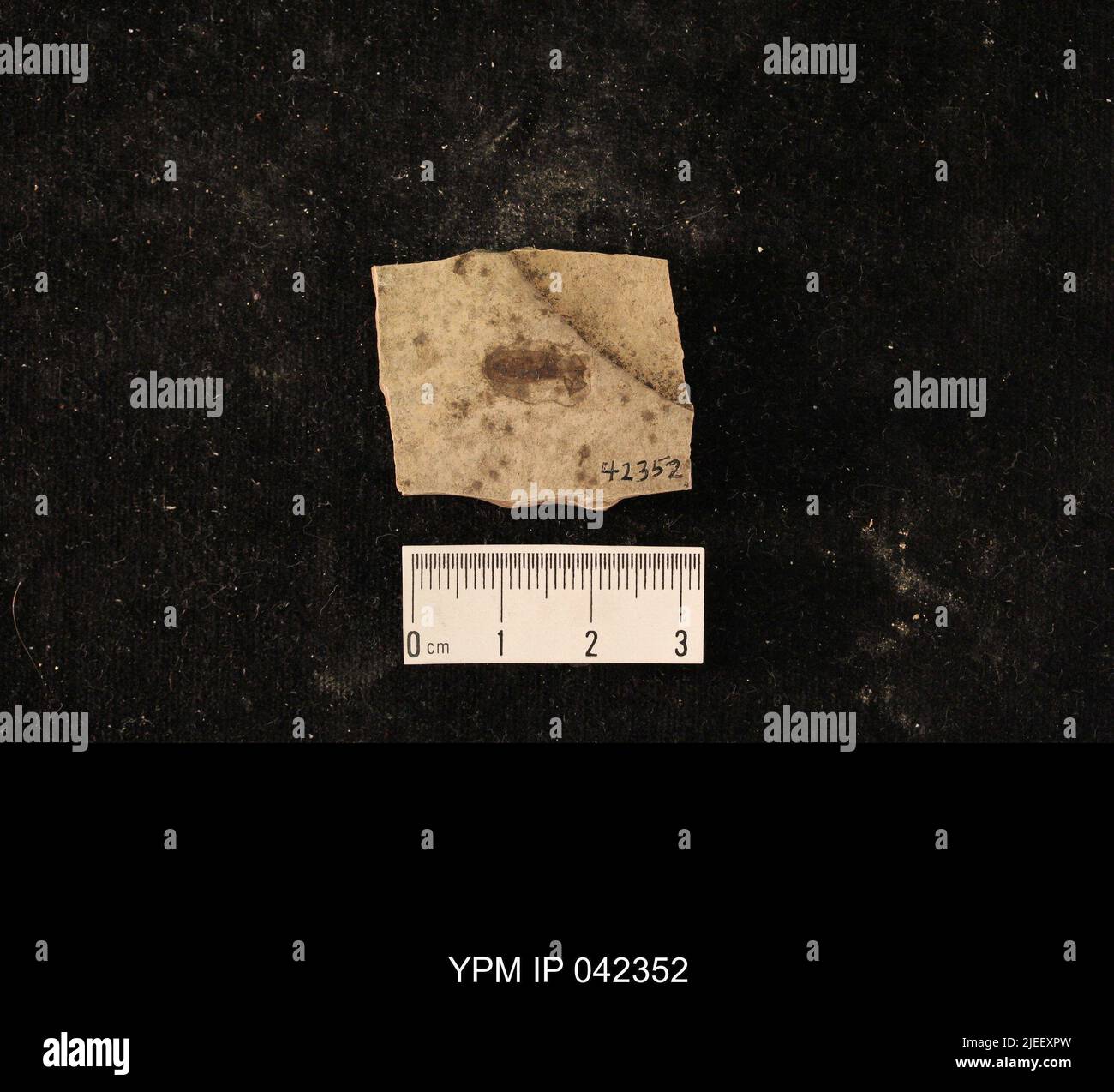 Diptera. IPC.01724: Wyoming. Sweetwater County. Green River. Eocene ...