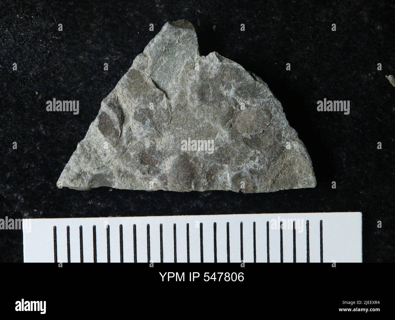 Lingulida hi-res stock photography and images - Alamy