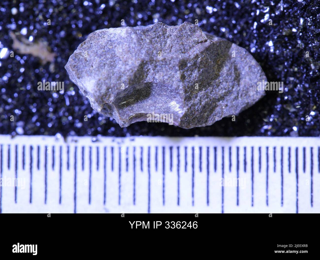 Ammonoidea animalia hi-res stock photography and images - Alamy