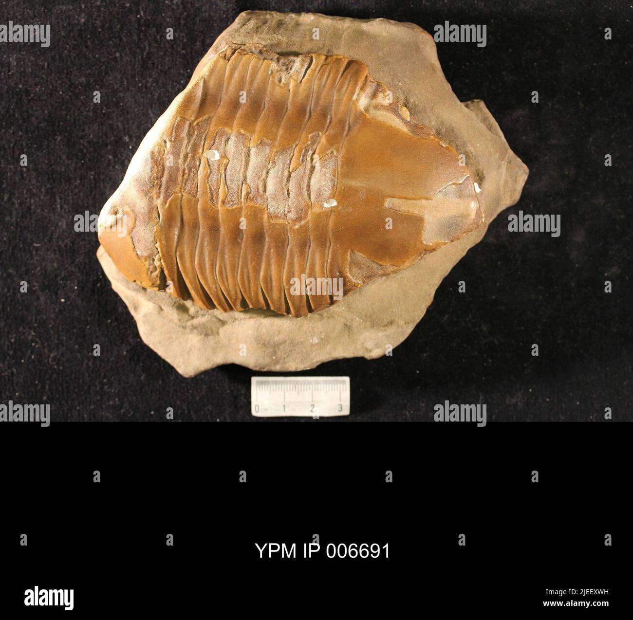 Isotelus maximus animalia hi-res stock photography and images - Alamy