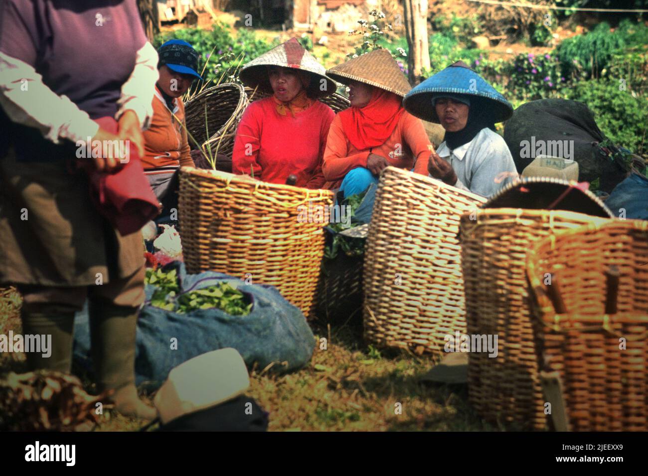 Women tea pickers resting after work at Sedep tea plantation in ...