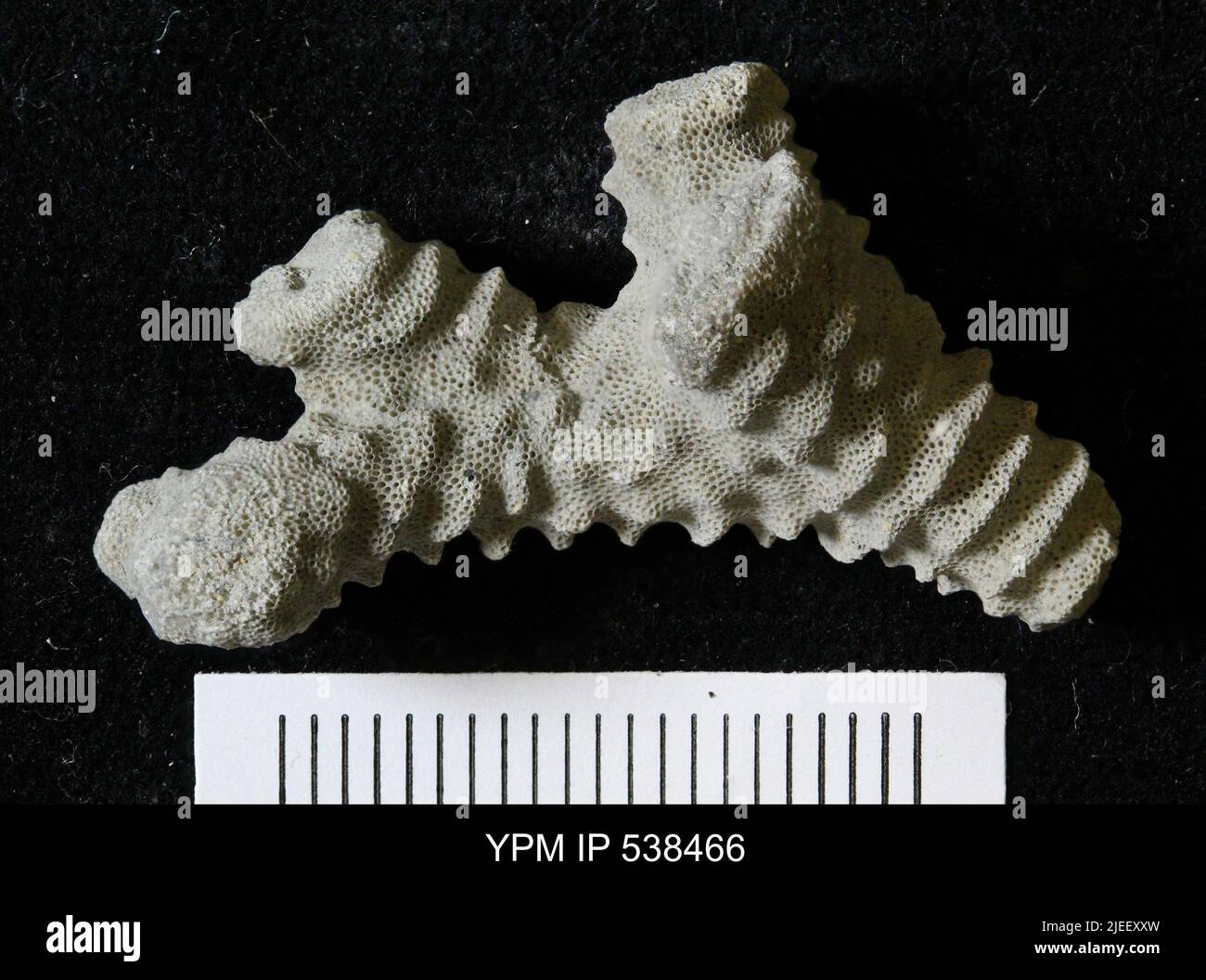 1850 animalia hi-res stock photography and images - Alamy