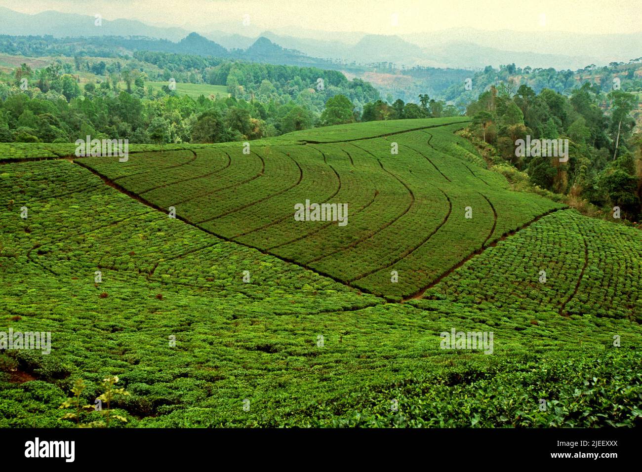 Landscape of Papandayan tea plantation in Garut, West Java, Indonesia ...