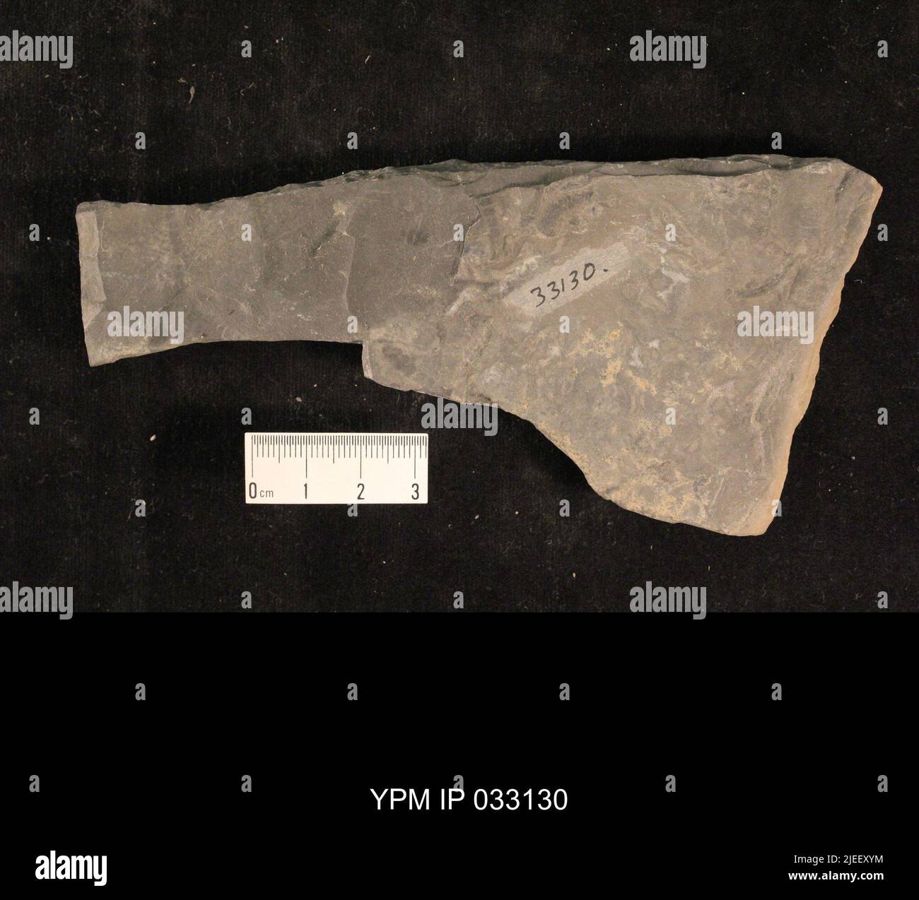 Mormolucoides articulatus Hitchcock. IPB.09955: Massachusetts. Franklin ...