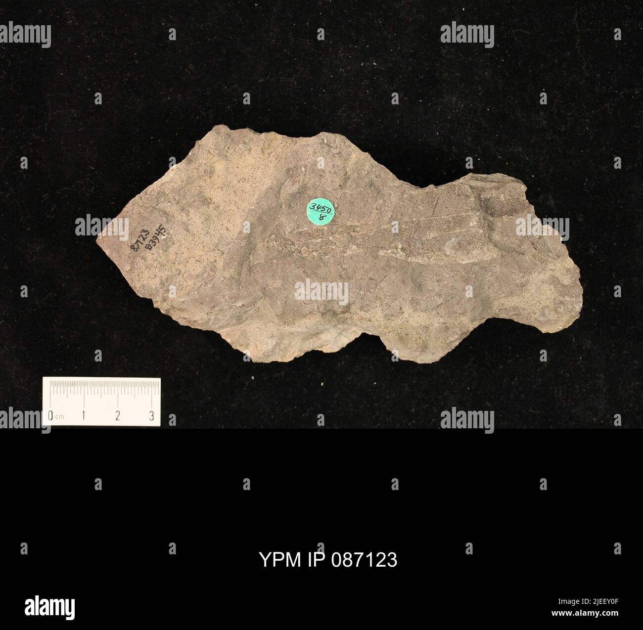 Vaginoceras piscator animalia hi-res stock photography and images - Alamy