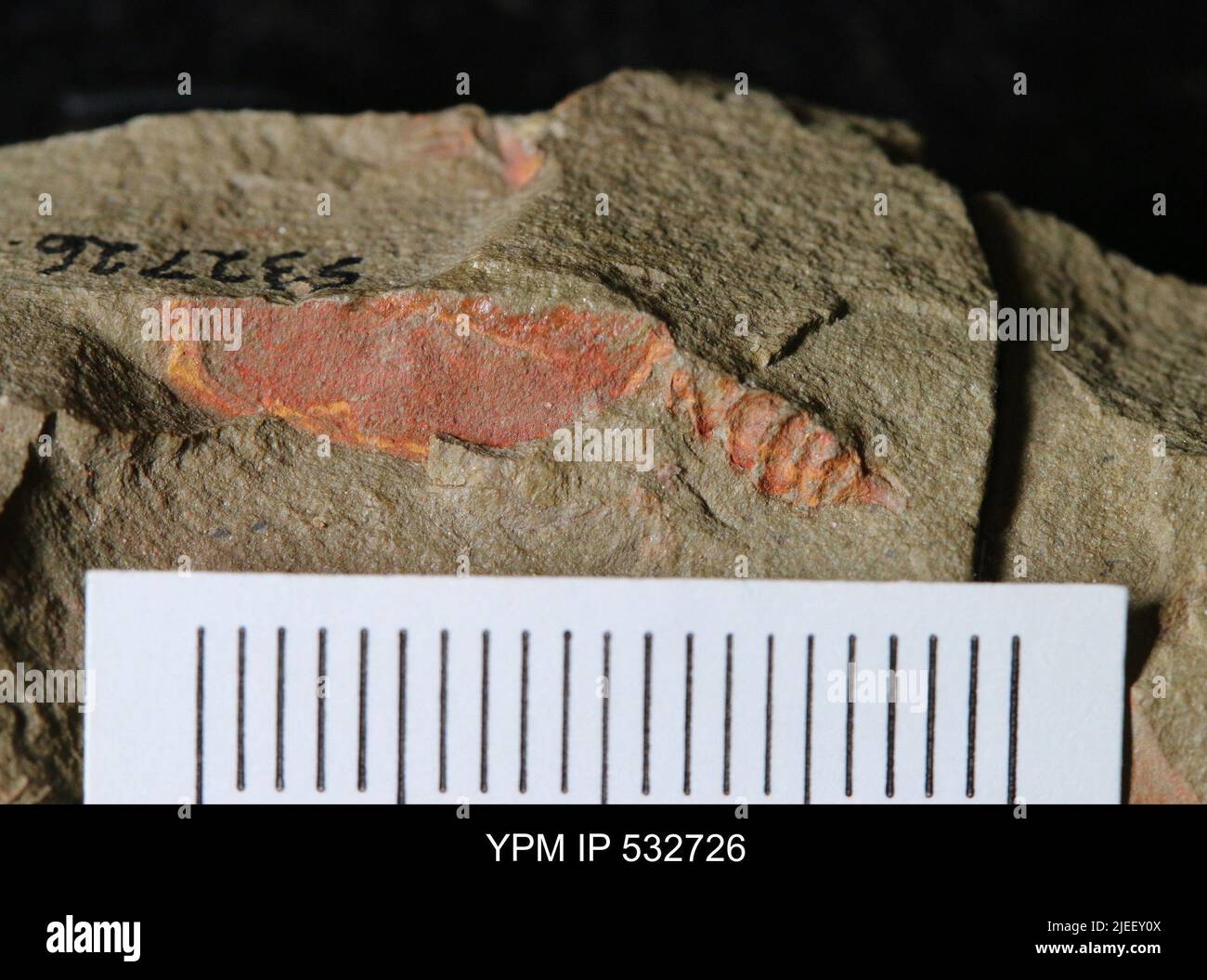 Cothurnocystis sp animalia hi-res stock photography and images - Alamy