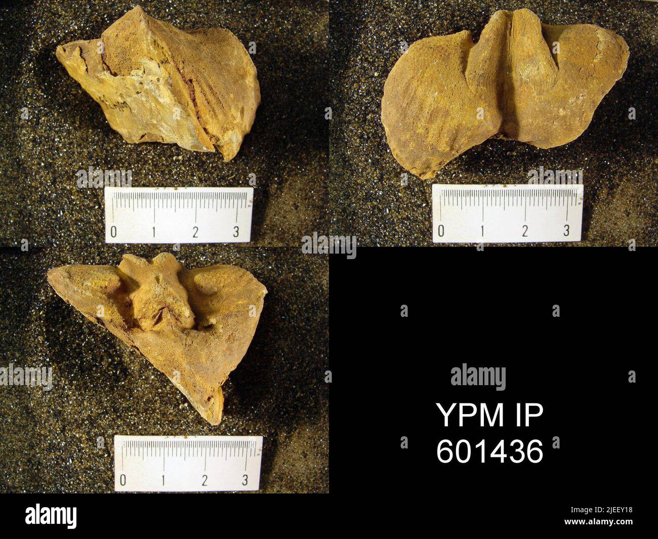 Paraspirifer praecursor Solle, 1971 Stock Photo - Alamy