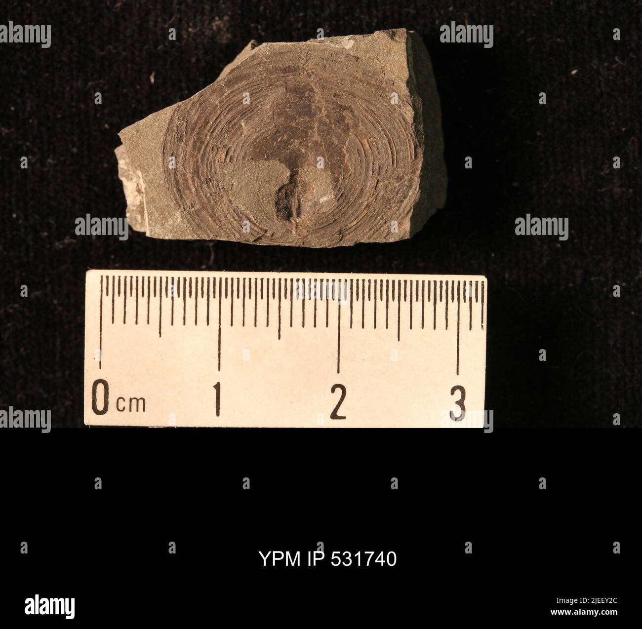 Circular fossil hi-res stock photography and images - Alamy