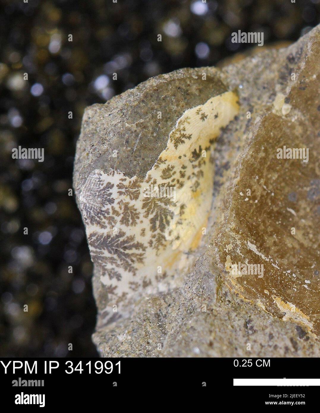 Crenella sp animalia hi-res stock photography and images - Alamy