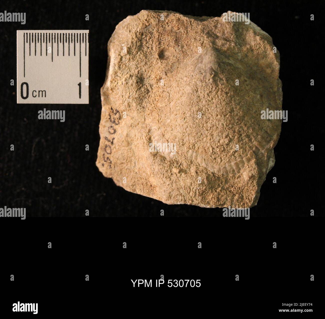 Cardiola hi-res stock photography and images - Alamy