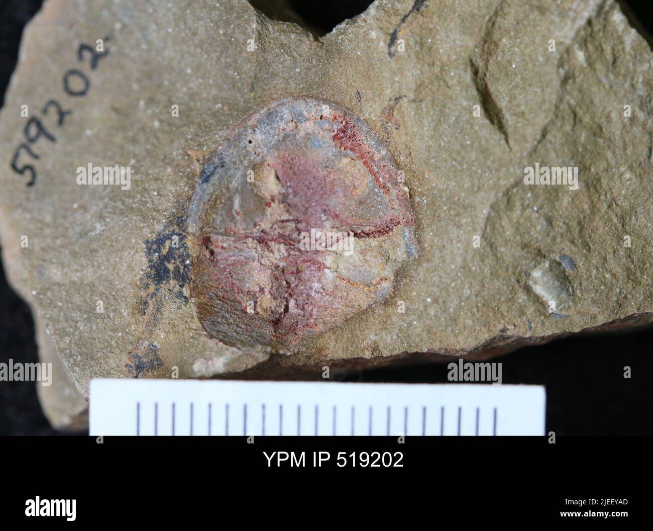 Asaphidae hi-res stock photography and images - Alamy