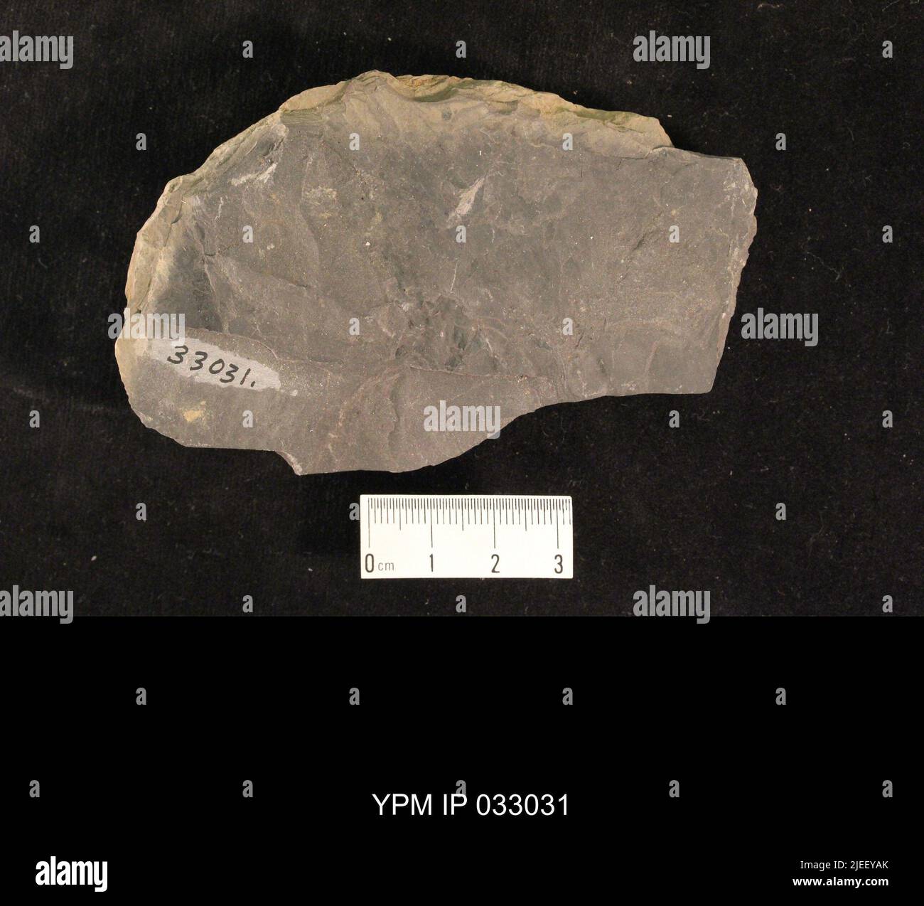 Mormolucoides articulatus Hitchcock. IPB.09955: Massachusetts. Franklin ...