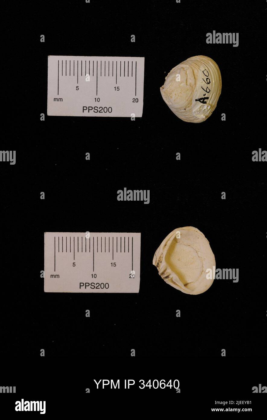 Corbicula sp animalia hi-res stock photography and images - Alamy