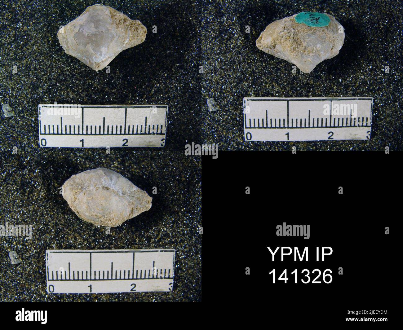 Martinia warthi Waagen Stock Photo - Alamy