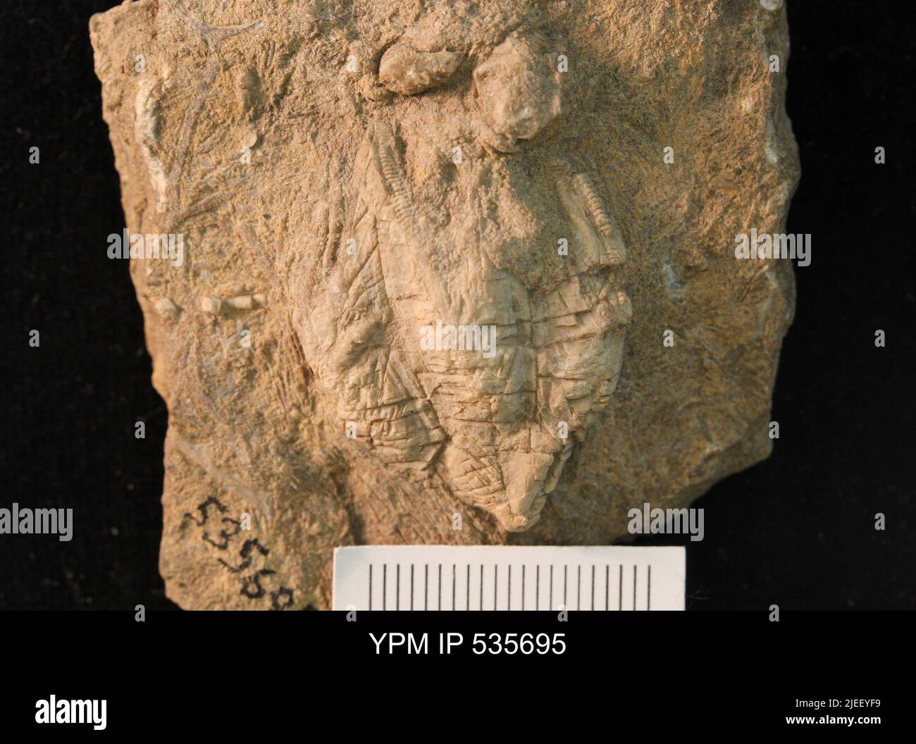 Pentremites hi-res stock photography and images - Alamy