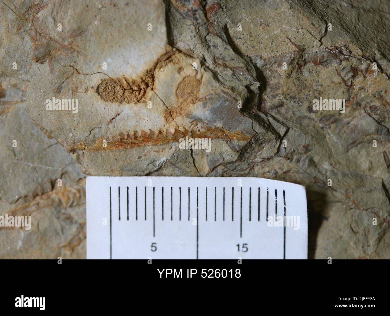 Undet stylophora animalia hi-res stock photography and images - Alamy