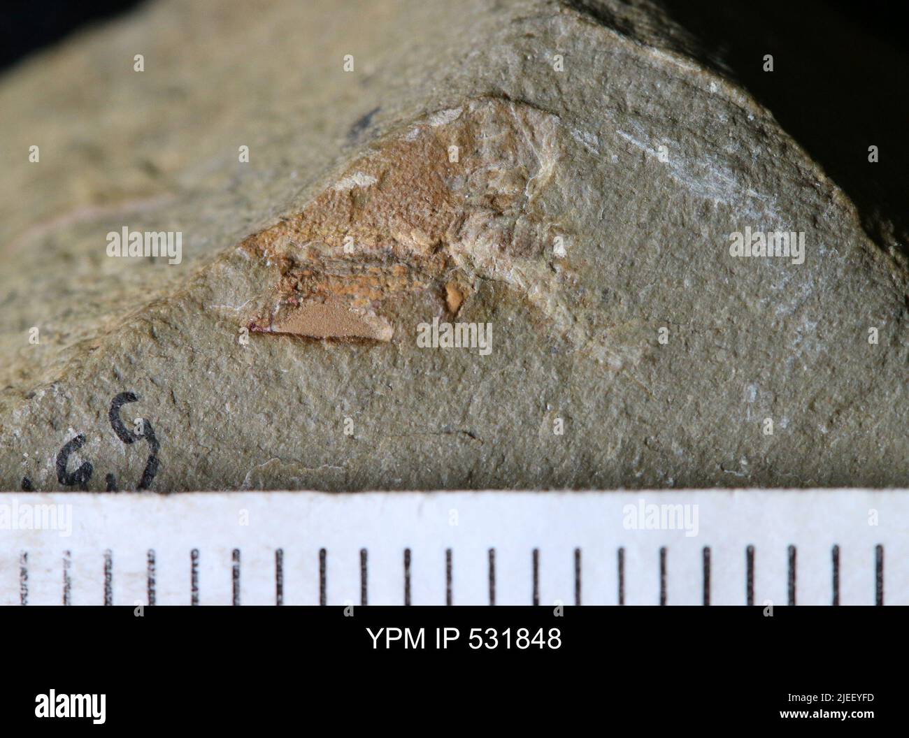 Cornuta ech hi-res stock photography and images - Alamy