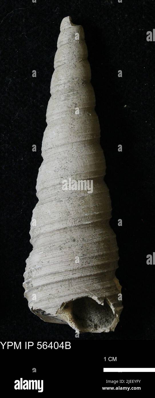 Turritella sp animalia hi-res stock photography and images - Alamy