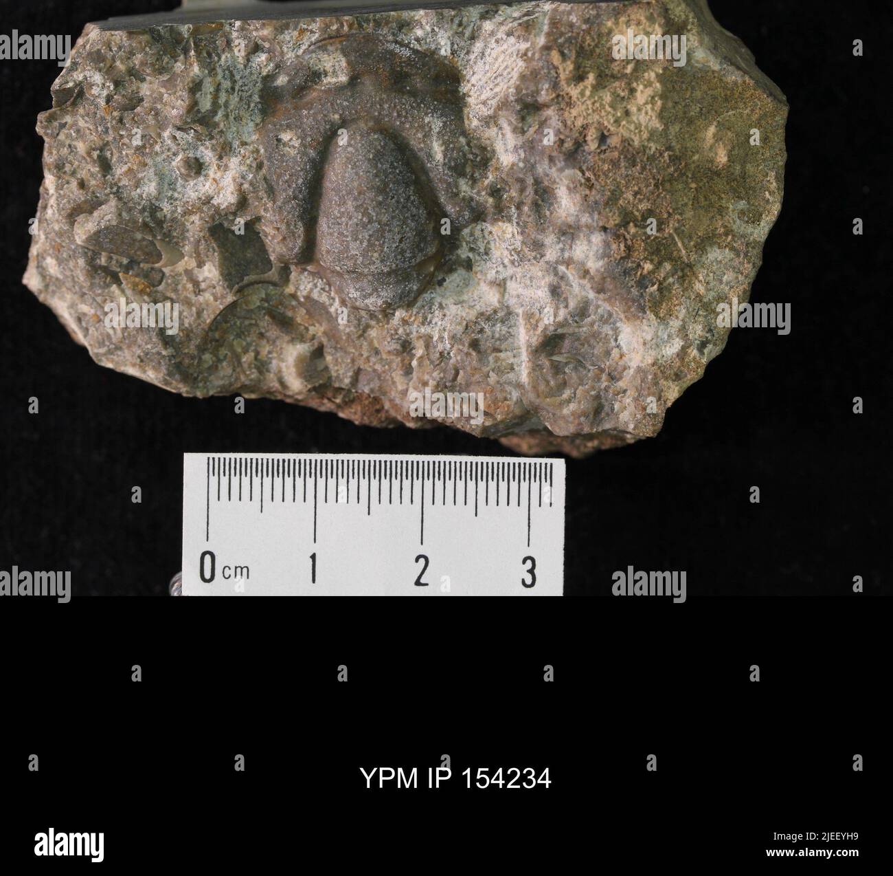 Tricrepicephalus coria animalia hi-res stock photography and images - Alamy