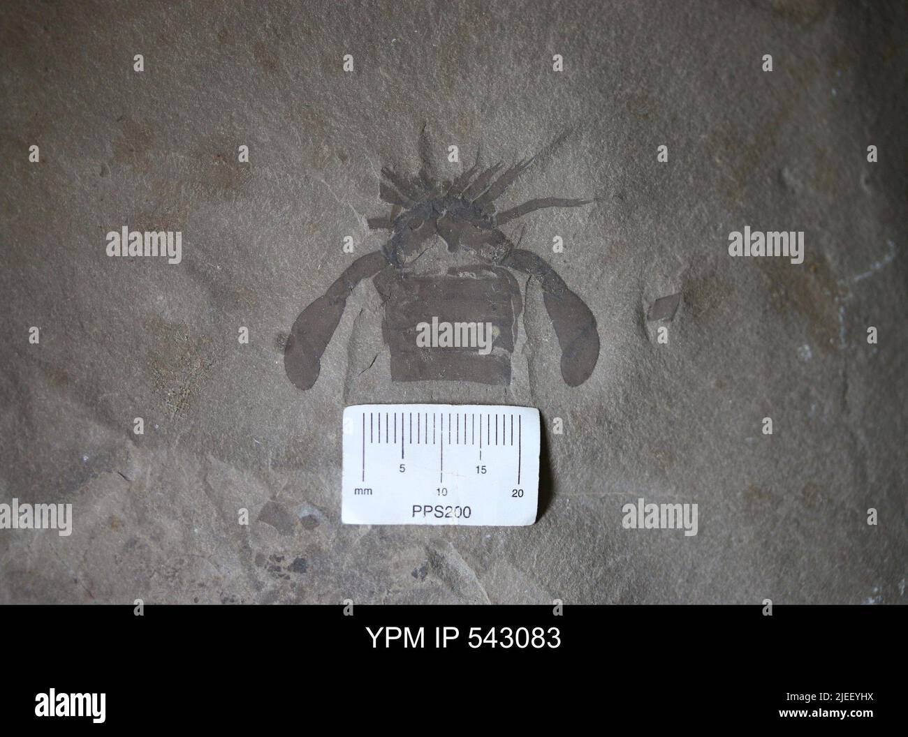 Eurypterus sp animalia hi-res stock photography and images - Alamy