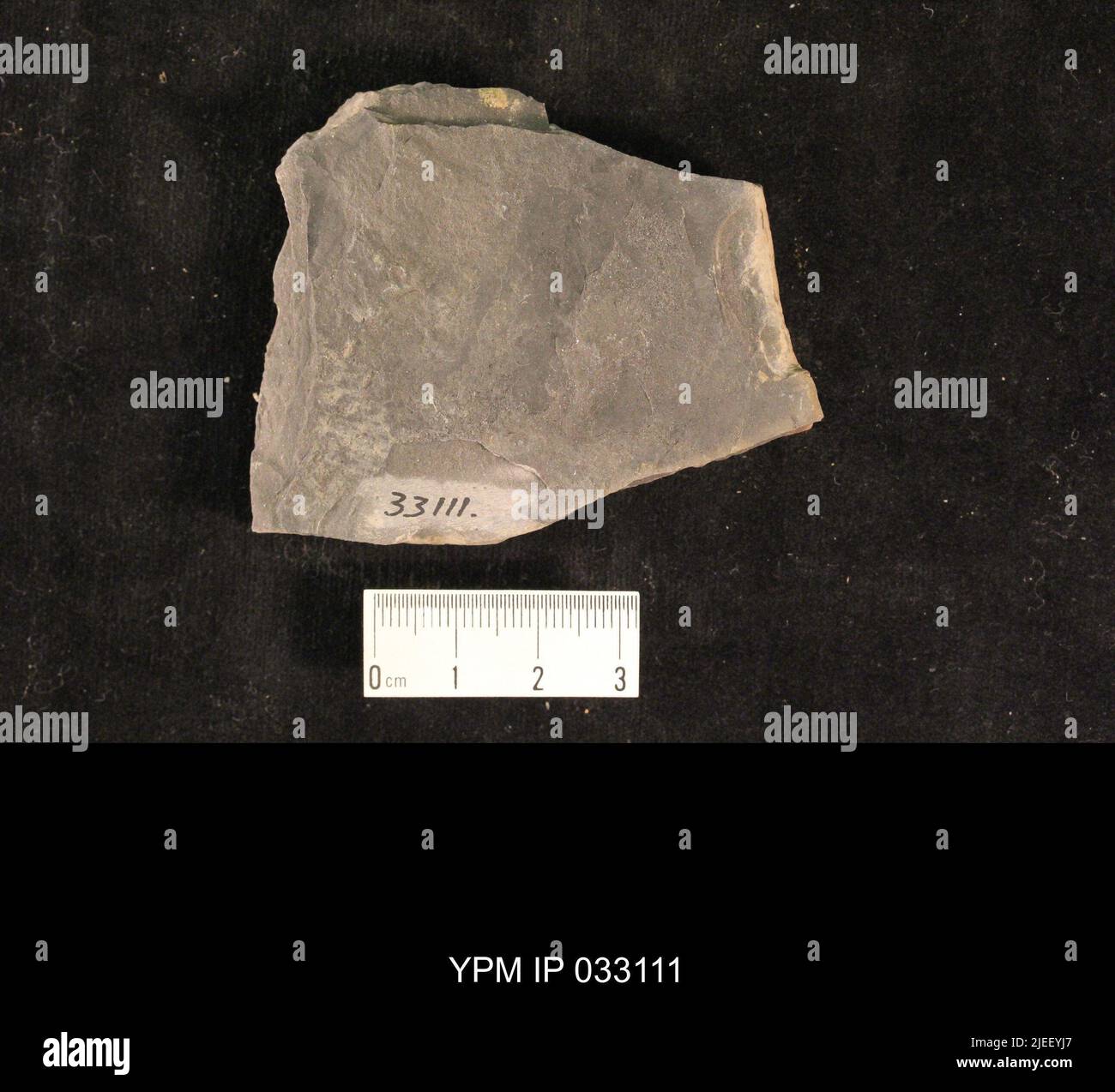 1867 animalia hi-res stock photography and images - Alamy