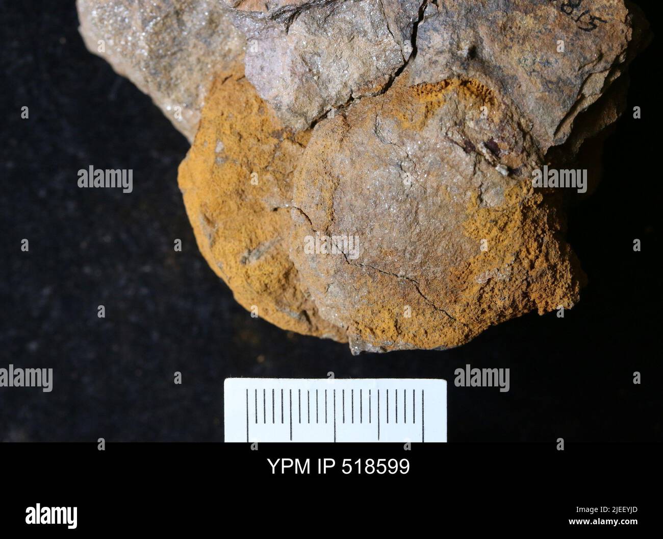 Calcareous endoskeleton hi-res stock photography and images - Alamy