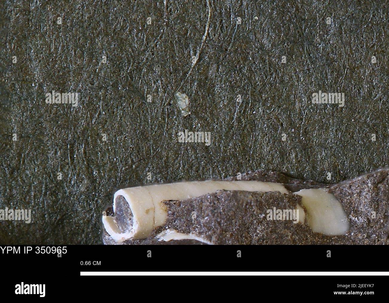 Scaphopoda tusk shells hi-res stock photography and images - Alamy