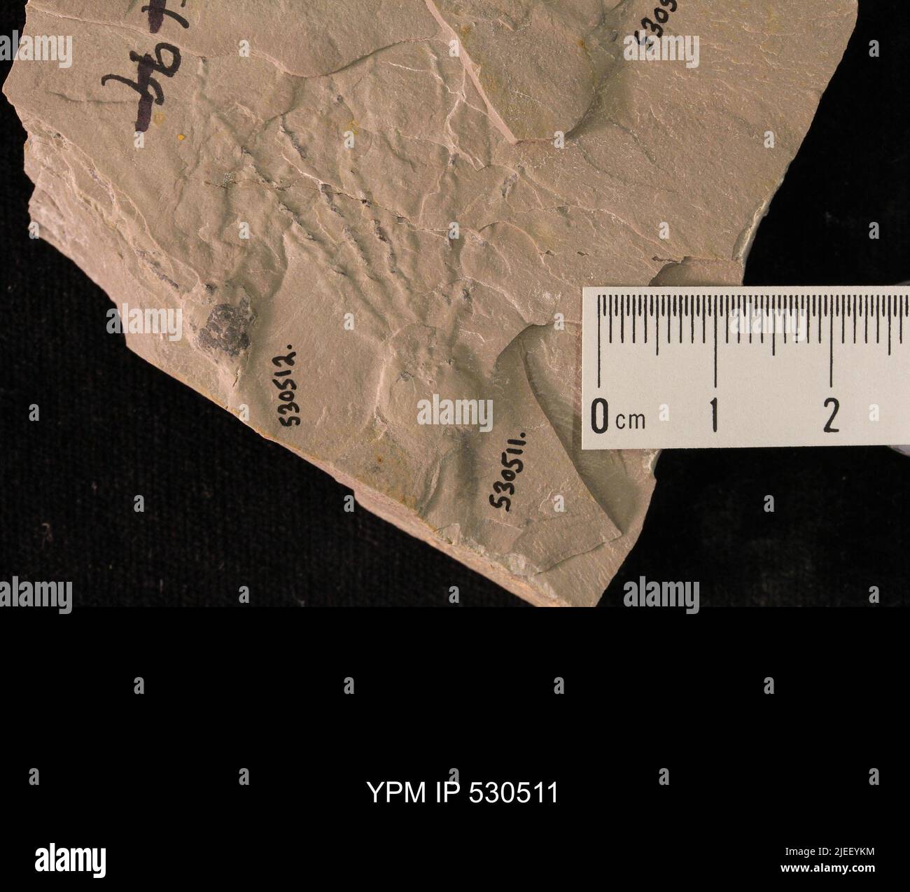 Eocri hi-res stock photography and images - Alamy