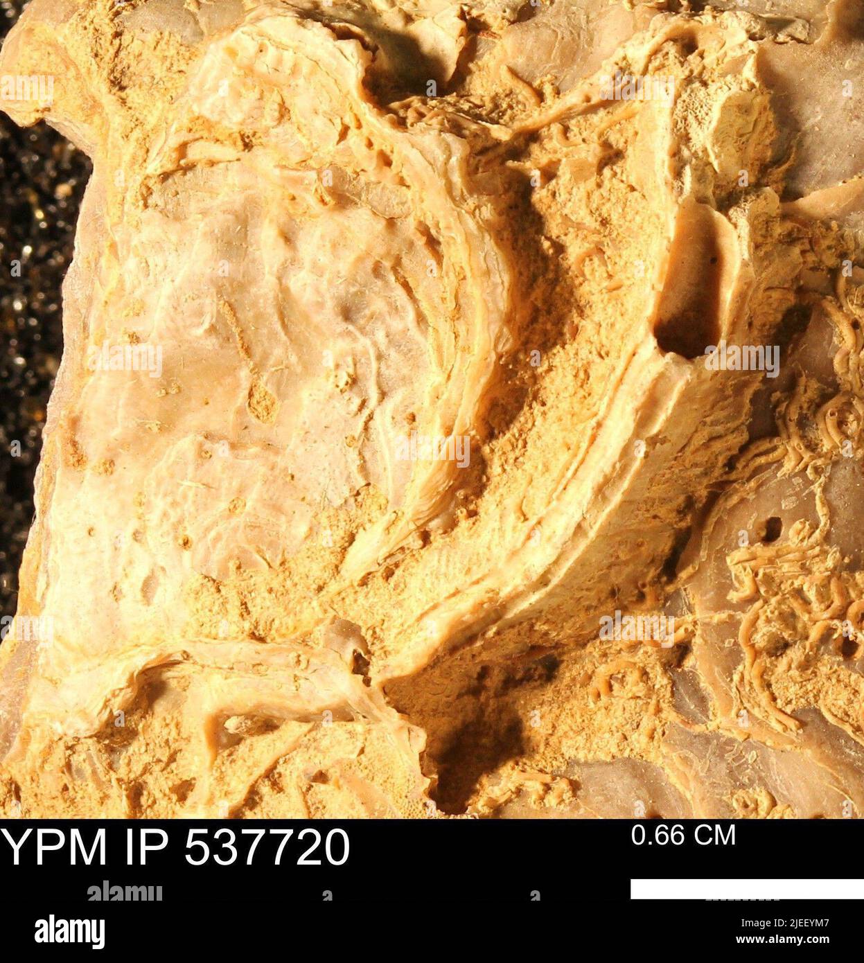 Mucroserpula tricarinata sowerby hi-res stock photography and images ...