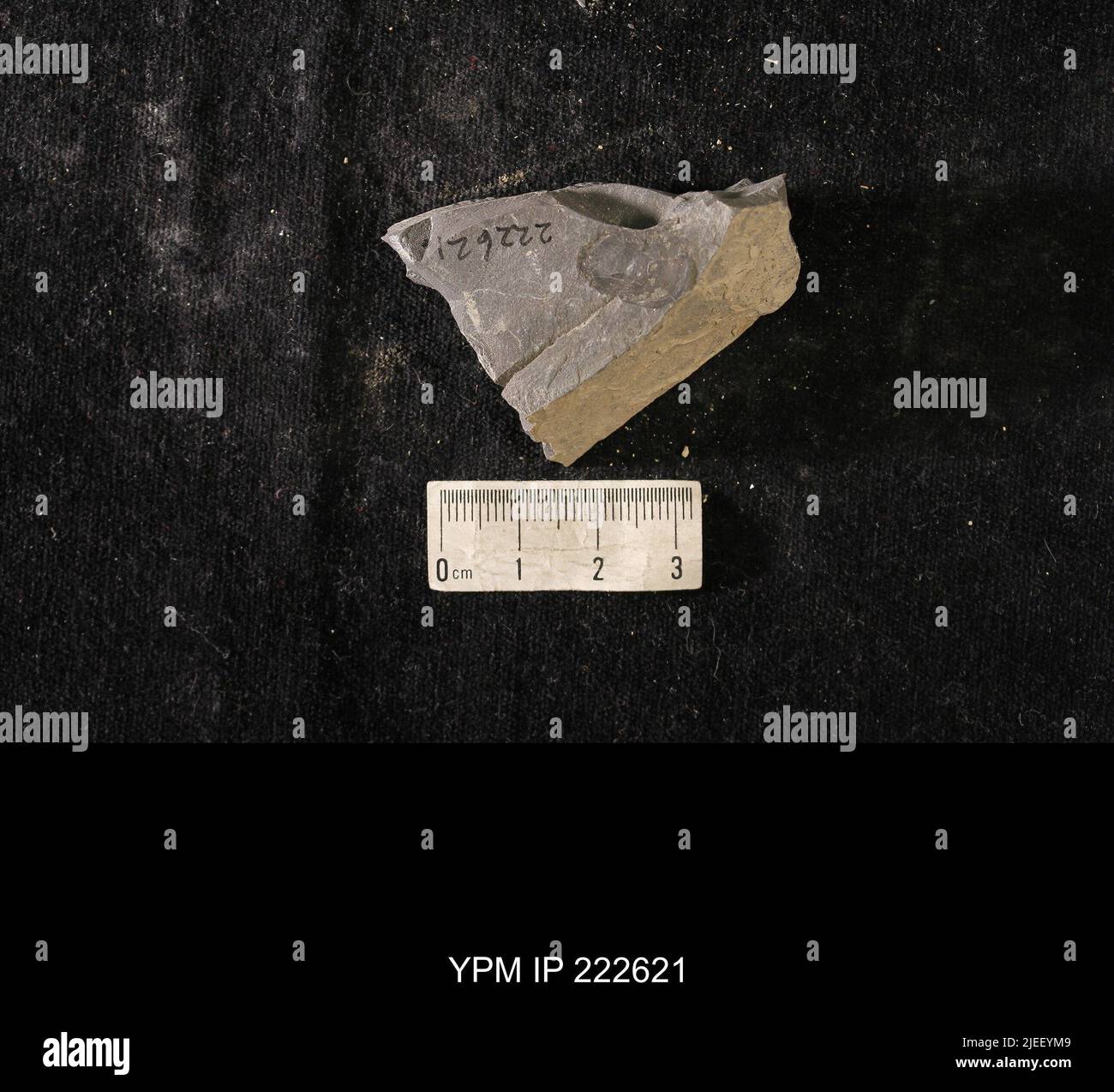 Lingula hi-res stock photography and images - Alamy