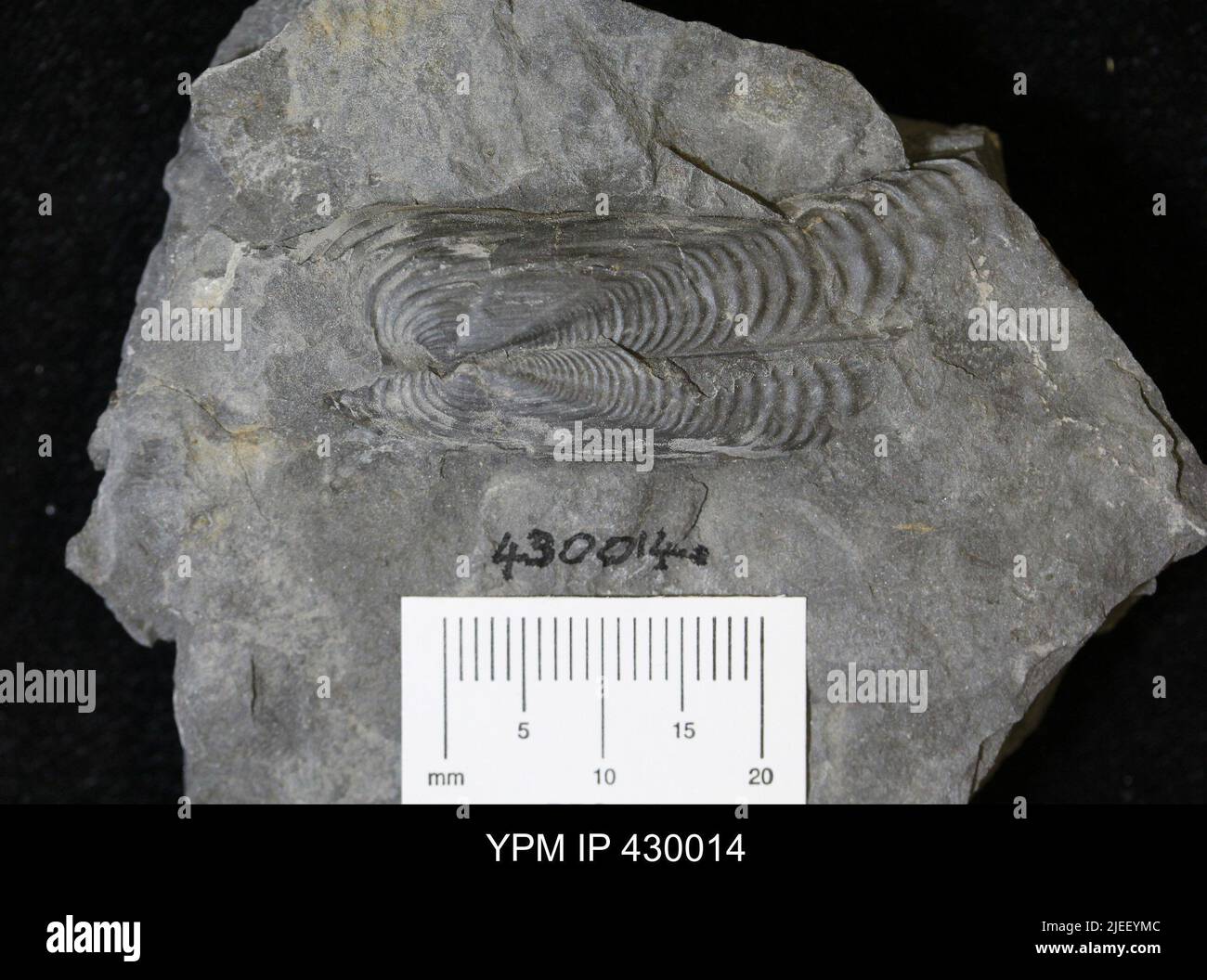 Orthonota undulata Conrad Stock Photo - Alamy