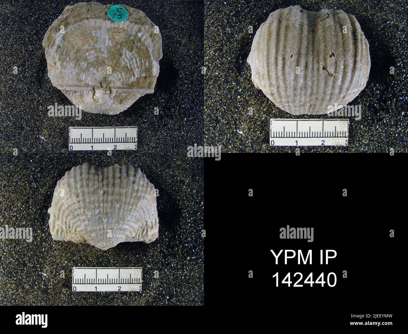 Productus (Dictyoclostus) indicus Stock Photo - Alamy