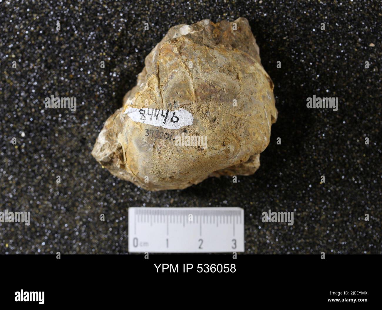 Planorboi hi-res stock photography and images - Alamy