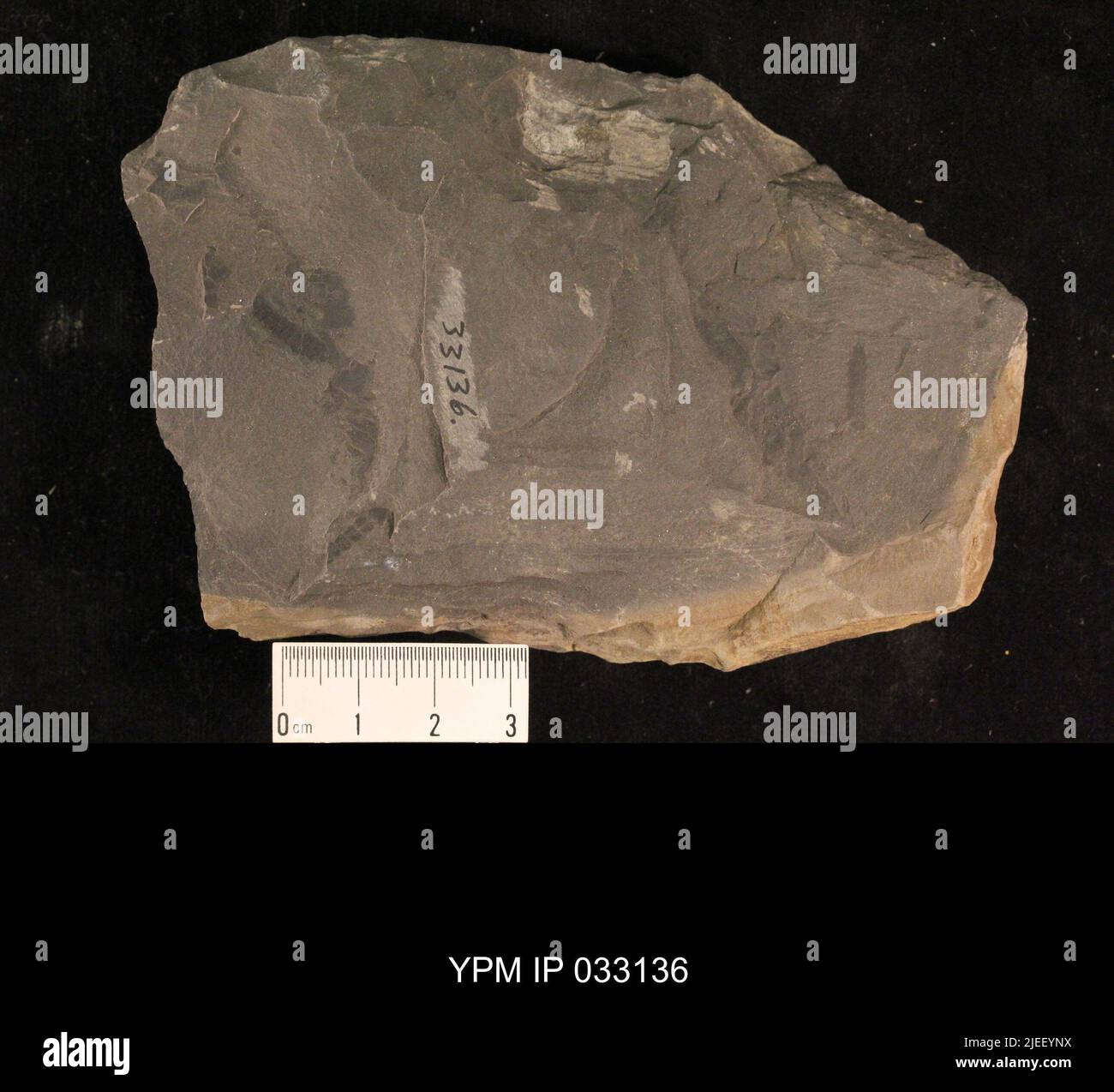 1867 animalia hi-res stock photography and images - Alamy