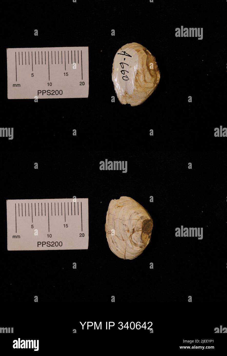 Corbicula sp hi-res stock photography and images - Alamy